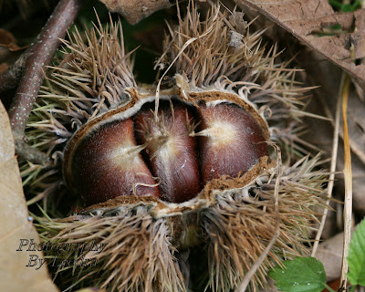 Leedra's Photos For Fun: There are Buckeye and then there are Buckeyes