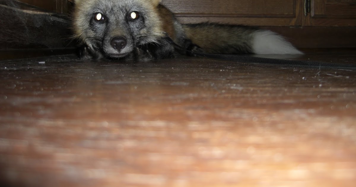 The Pet Fox: How to Get Your Fox to Take Treats Nicely.