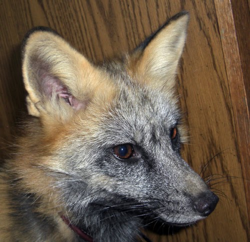 The Pet Fox: Feeding Meat: Raw or Cooked?