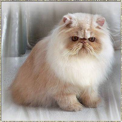 Fazmi House: WARNA DAN CORAK BULU KUCING PERSIA SEBAGAI DASAR BETERNAK