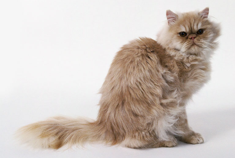 Fazmi House: WARNA DAN CORAK BULU KUCING PERSIA SEBAGAI DASAR BETERNAK