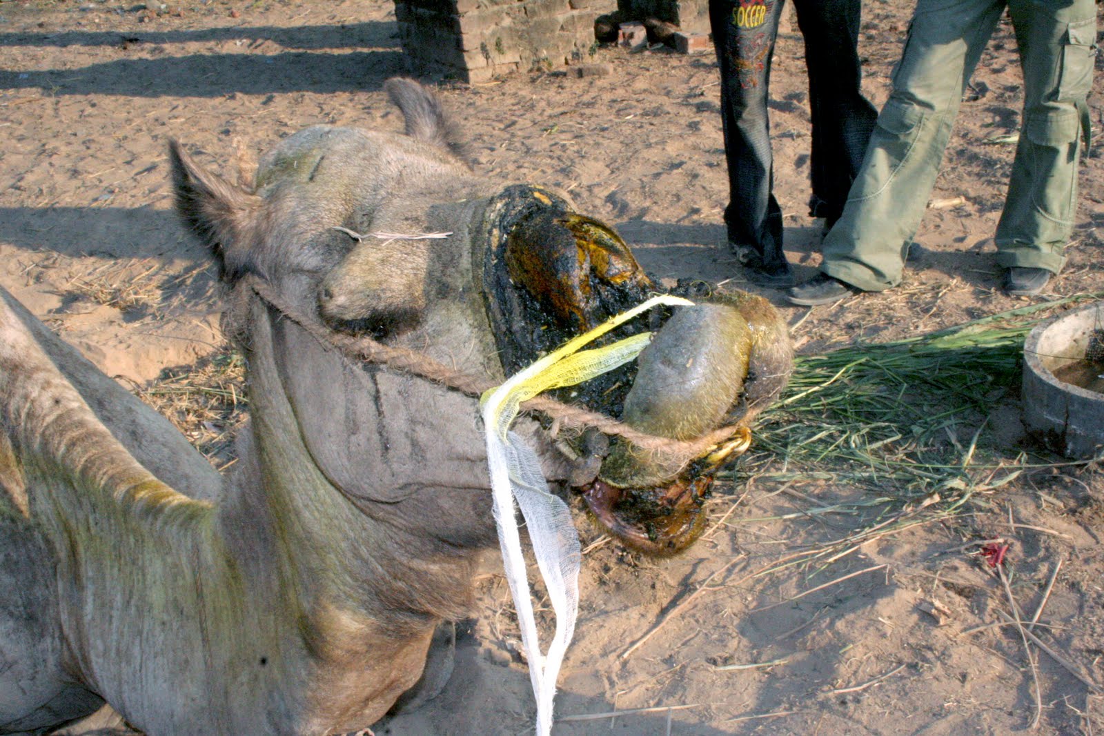 ASHA animals foundation: suffering camel