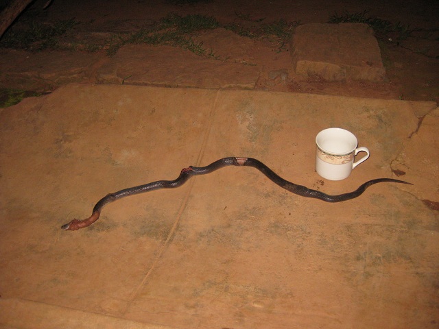 Suffer The Little Children