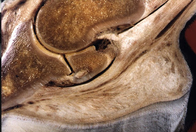 Fran Jurga`s Hoofcare + Lameness: Heel Bulb Injuries 101: Big Brown's ...