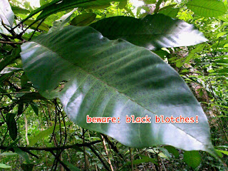 The Big Trees: Rengas-attack