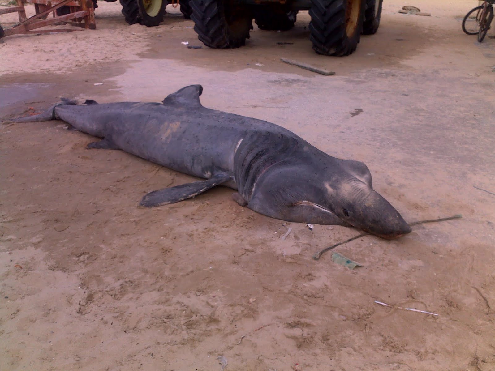 Freguesia de Vila Real de Santo António: Tubarão Frade apanhado por ...