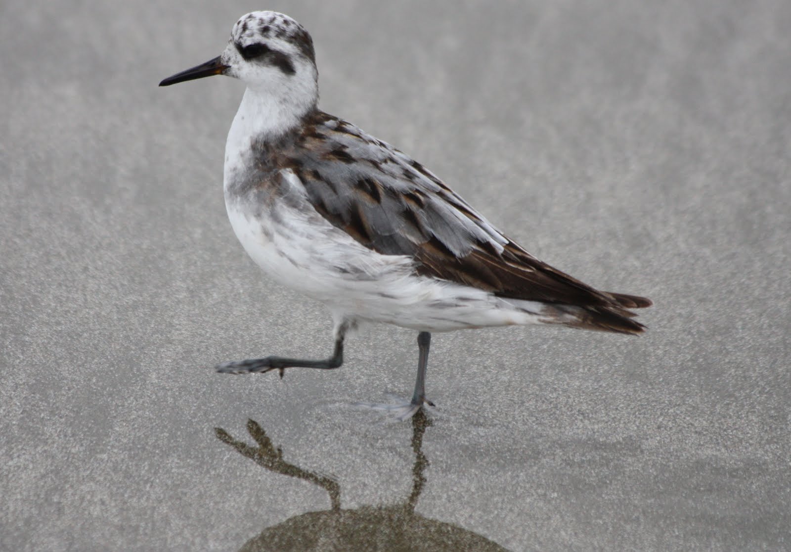 Green Birding (and Nature) in Central California: The Shorebirds Are Back!