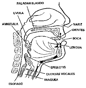 Soleh Pati: DIBUJOS DE LA BOCA Y SUS PARTES