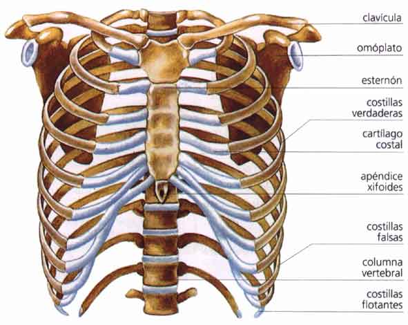 Mis Apuntes de Medicina: Anatomia-Tórax Oseo(00)