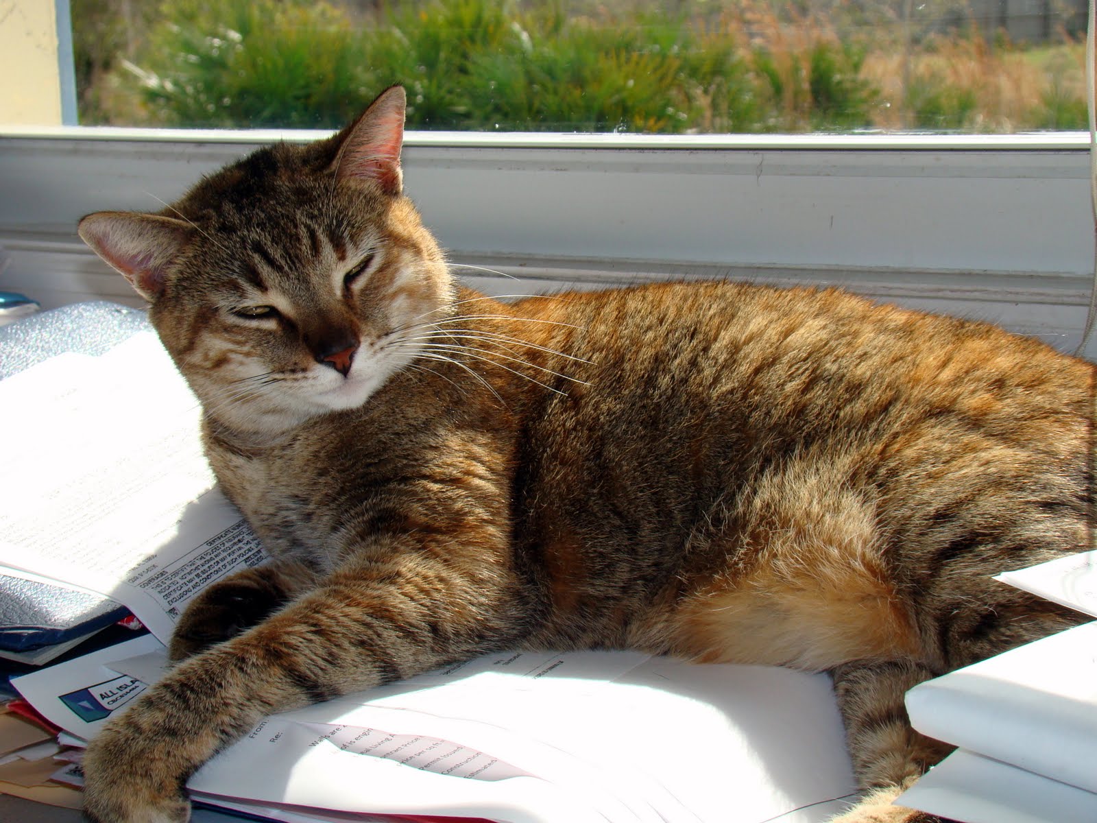 Pine Island, Florida: Native Pine Island Cats