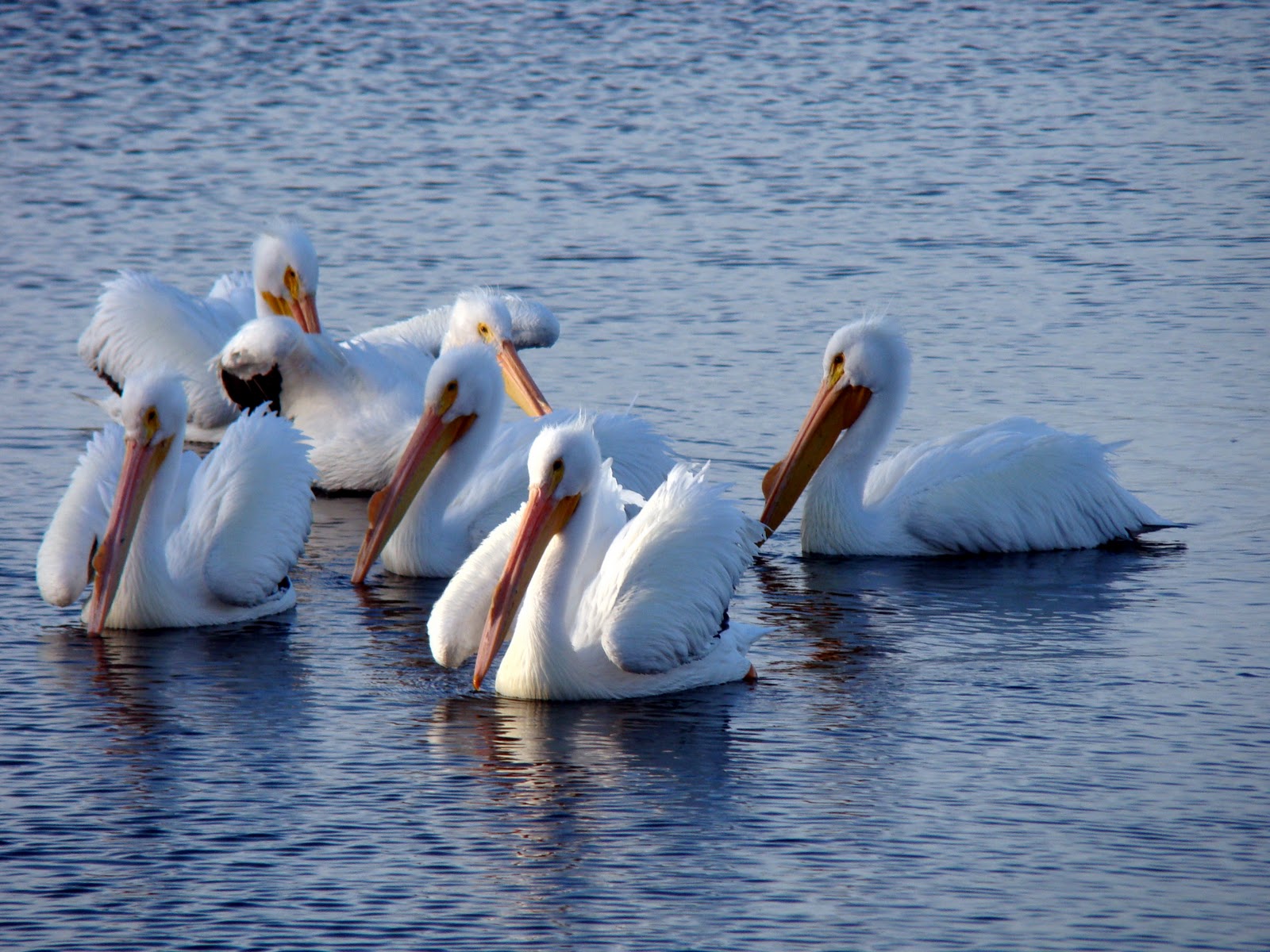 Pine Island, Florida: Fall migration of birds back to Pine Island