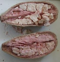 Novas Aventuras - IV: Embondeiro, imbondeiro, boabá ou calabaceira