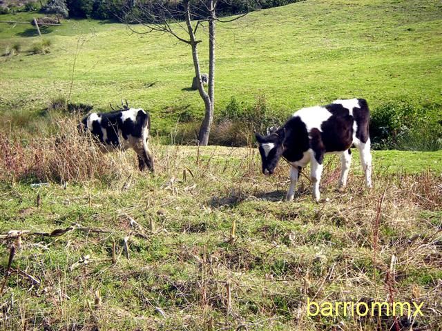 Vacas pastando | Todo en un solo lugar.