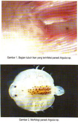 fish book: Argulosis (fish disease)