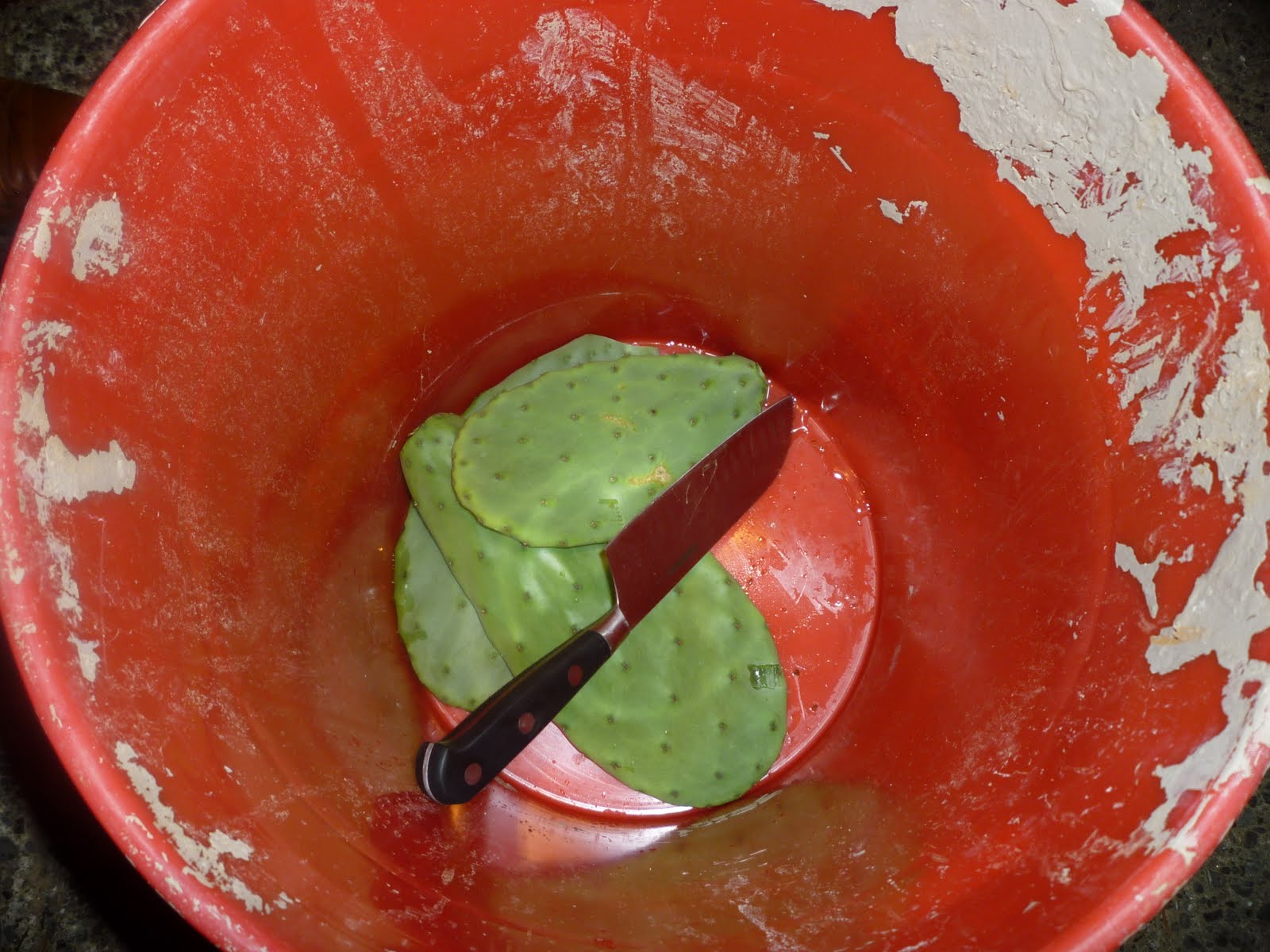 Taco Tuesday: Cactus Tacos