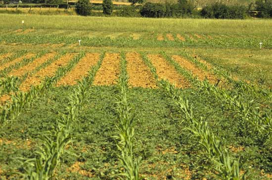 Pastos y Forrajes: Pastos y Forrajes