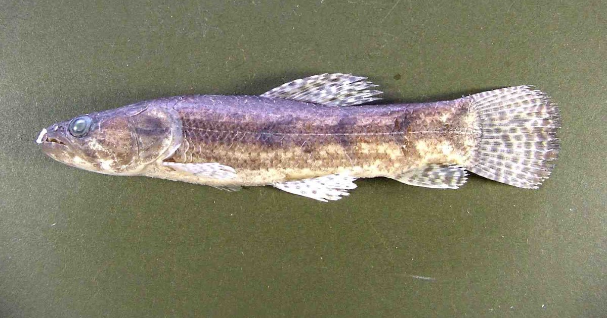 Doroteo Flores: GUABINA