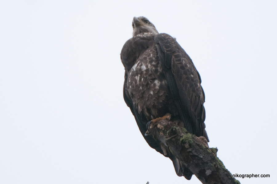 Nature and Wildlife Photography: Bald Eagle - Full Crop NY S47 Band