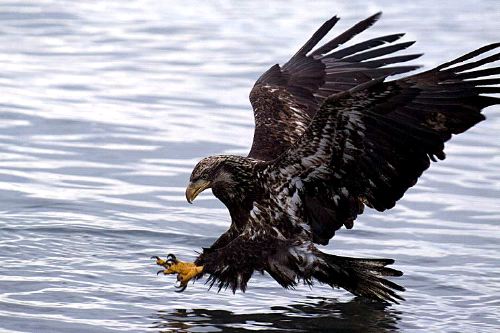 newbrilliant-essay: Eng311: Hunting eagles