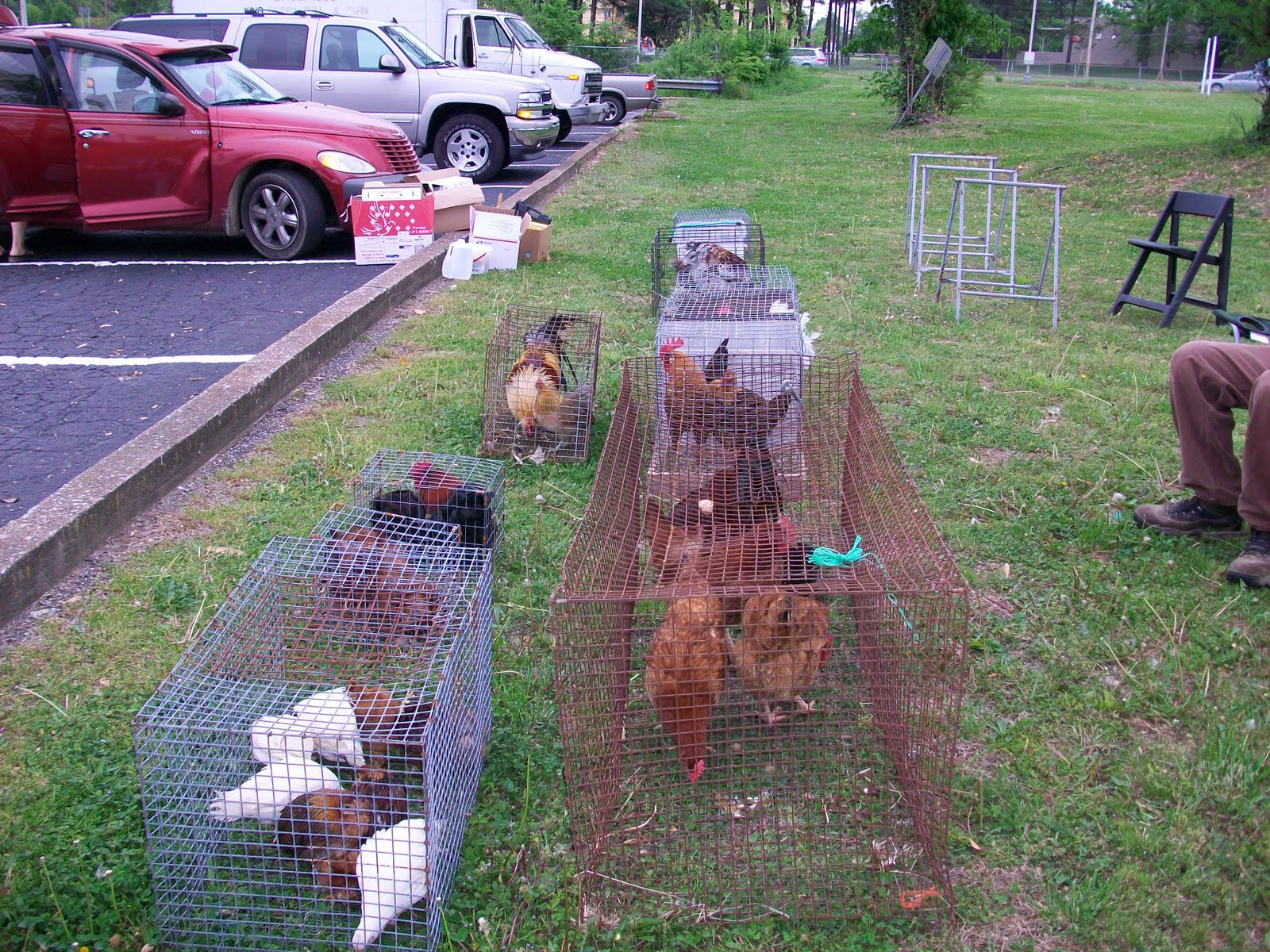 Garden Daddy: MY FIRST CHICKEN SWAP MEET TODAY AT TSC