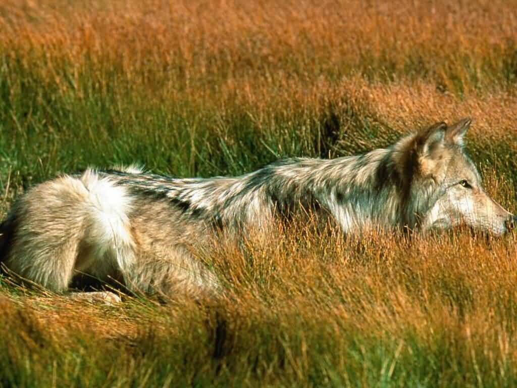 and then Life happened: Stalking His Prey