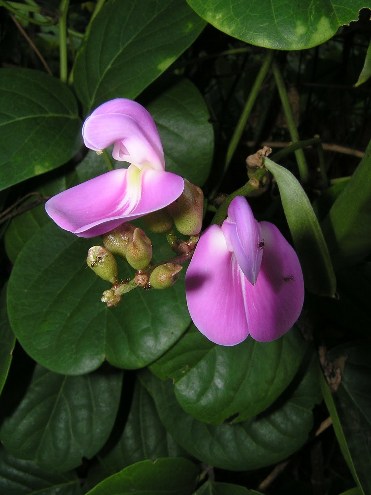 John Starnes' Urban Farm: Edible Florida Native "Beach Bean" seeds for sale