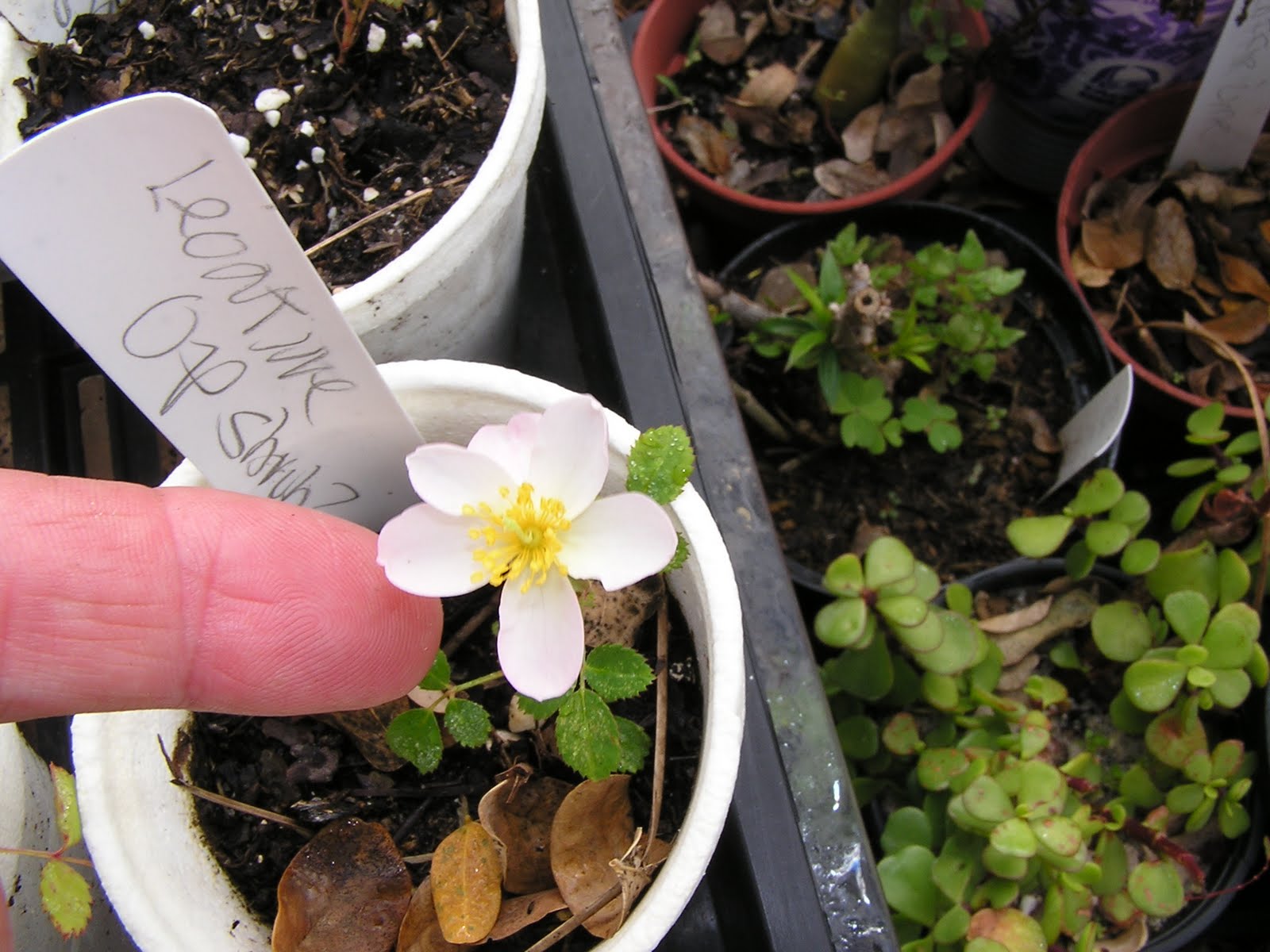 ROSEGASMS: Roses From Seeds