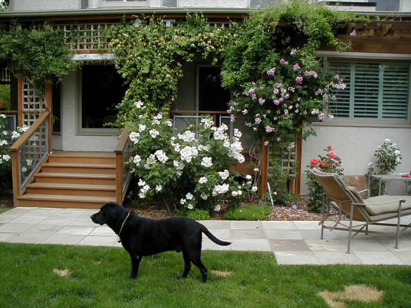 ROSEGASMS: Cold Hardy Climbing Roses