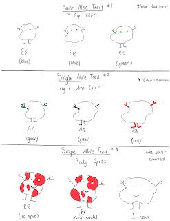 Genetics Project: Part II: Design a Species
