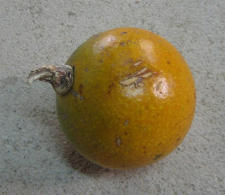 Tânàfrica & Nunenguela: Maboque