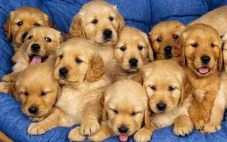 ACTUAL VET 7.5: MAXIMAS DE UN PERRO