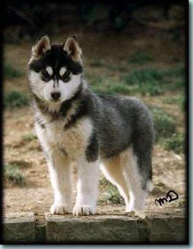 Gyvunai...: Sibiro hasksis