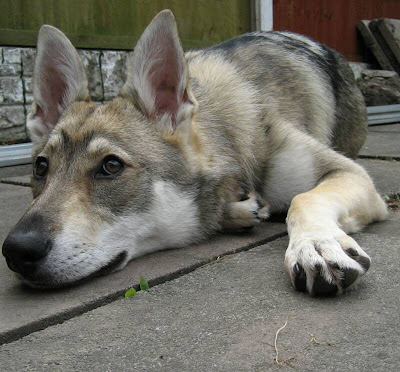 Gyvunai...: Vilksunis