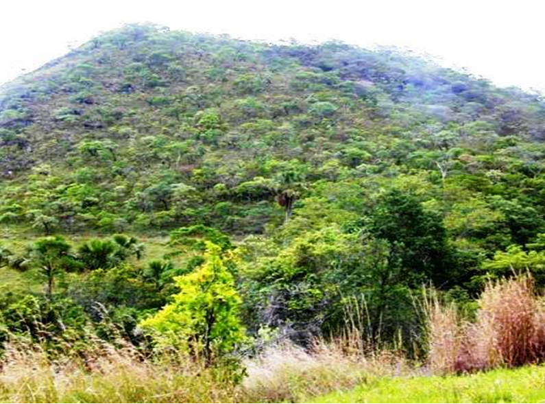 ANIMAIS EXÓTICOS: CARACTERÍSTICAS DO CERRADO