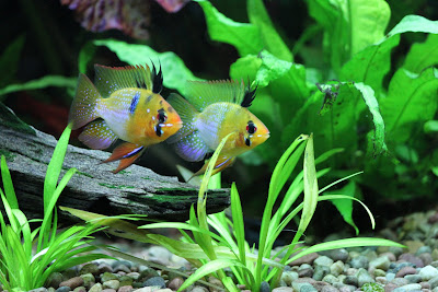 Random Photography: Balloon Ram