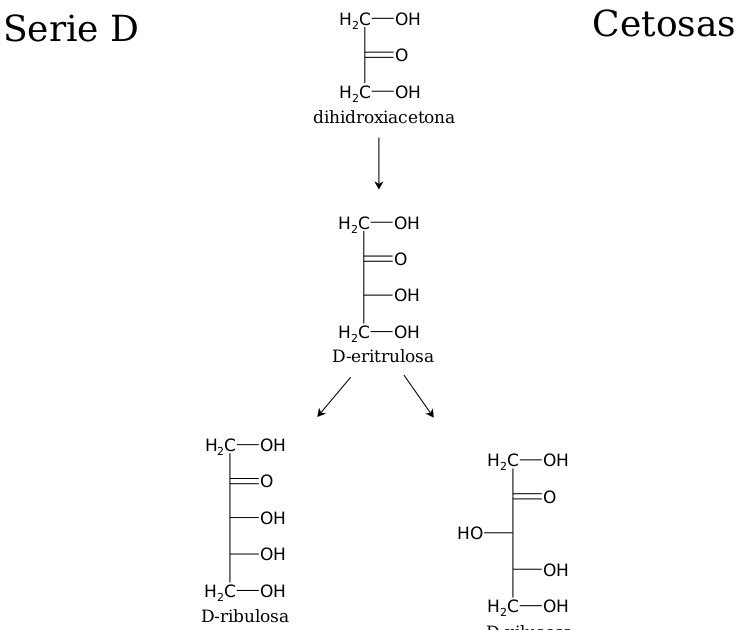 La Botica: Serie D de aldosas y cetosas.