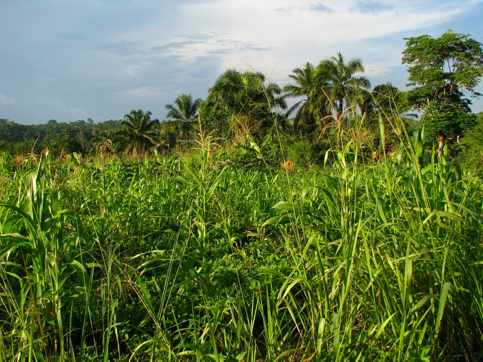 sounds of a heartbeat.: How do you say..."I love Congo" in Lingala?