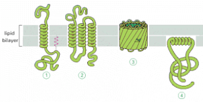 Molecular and Cell Biology: Questions and Answers: #4 Membrane protein ...