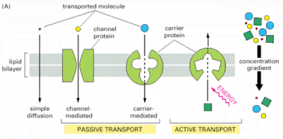 Molecular and Cell Biology: Questions and Answers: #8 Membrane carrier ...