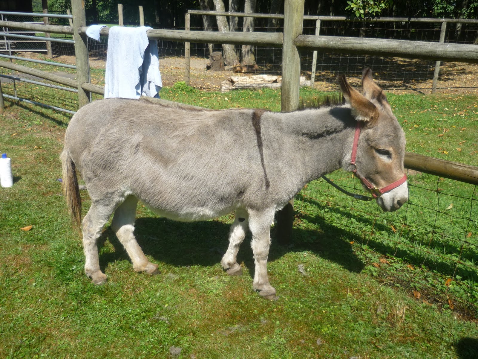 Donkey Wash - Kindred Farm