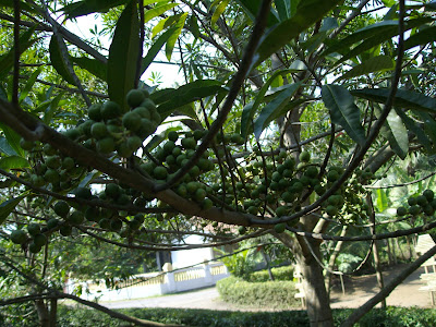 JENITRI JOGJA: Pohon 3