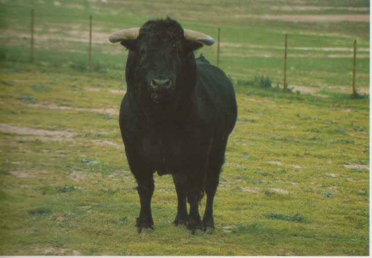 La Tauromaquia en Tarifa