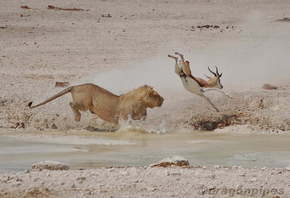 Heathers Mucky World: Etosha: Lion vs Springbok