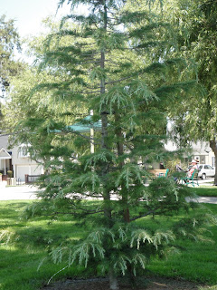 Living Livelier: Circus Trees