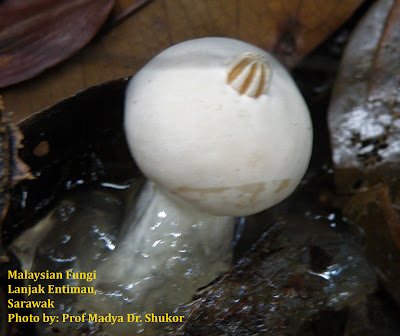Malaysian Fungi: Bull-Eye Fungus (Calostoma fuscum)