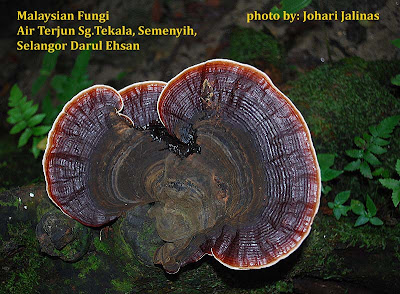Malaysian Fungi: Ganoderma sp.