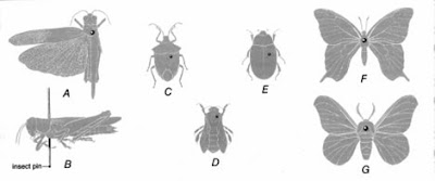 CENTRE for INSECT SYSTEMATICS (UKM): Pin placement for mounting various ...