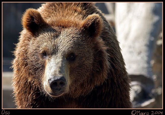 El oso - Dinamicas y Juegos