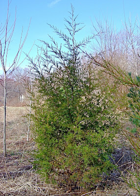 Plant Inventory at 20 Timothy : Juniperus virginiana / Eastern Red Cedar