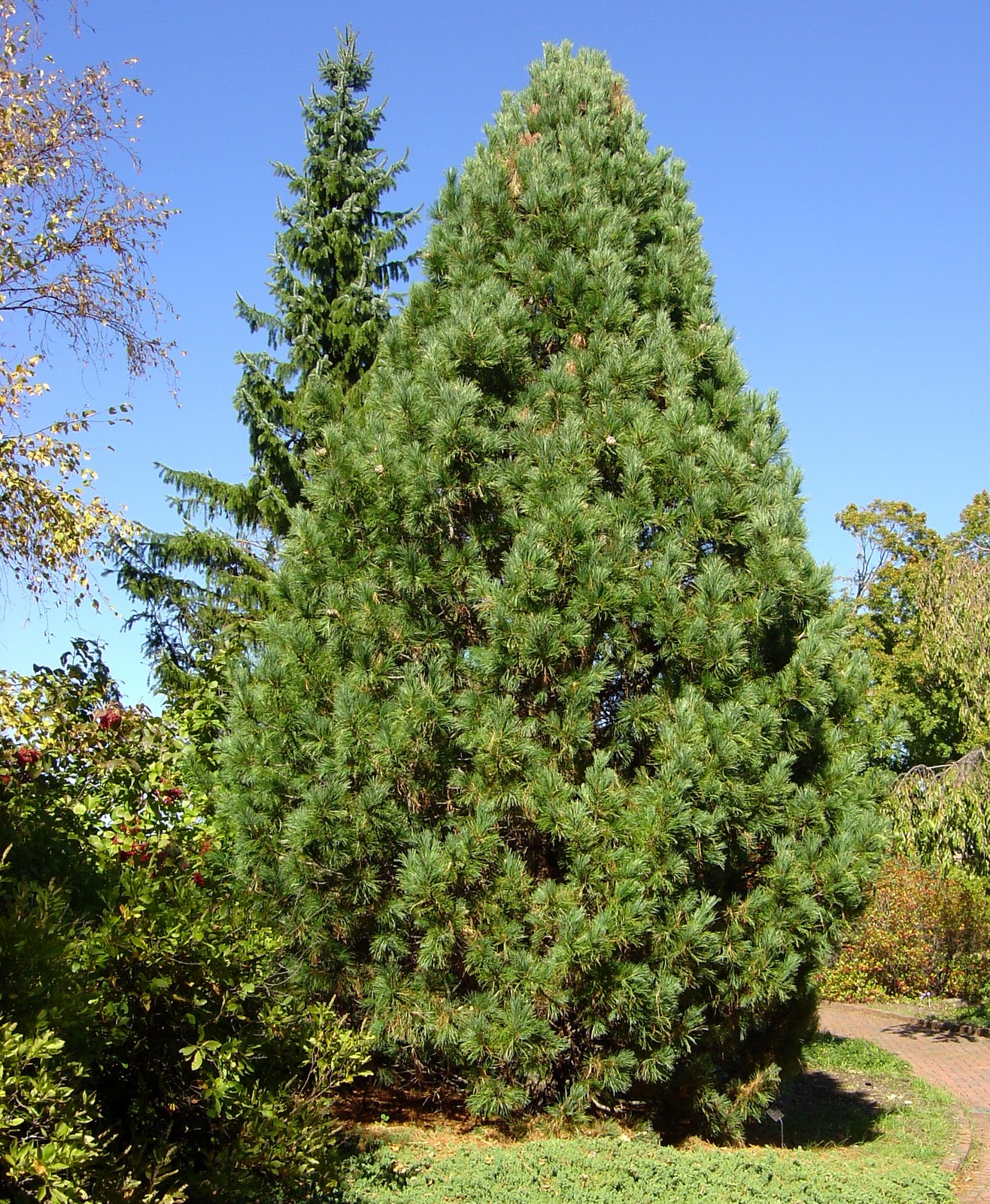 Plant Inventory at 20 Timothy : Pinus cembra / Swiss Stone Pine